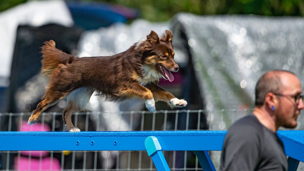 Miniature American Shepherd - The Breed Archive